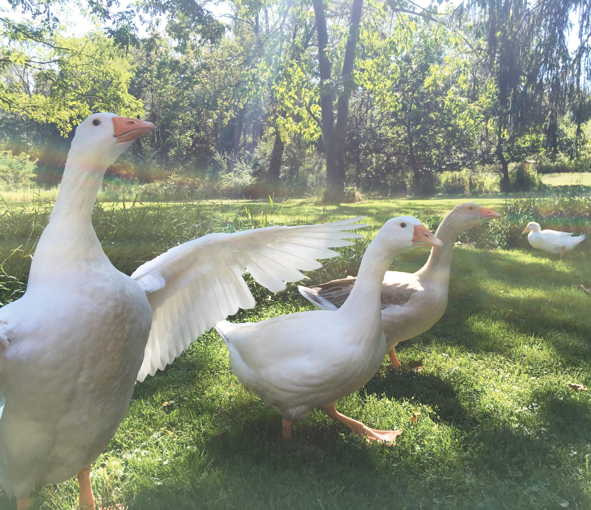 Geese Breeds: Which Ones Are Best for You? - Backyard Poultry